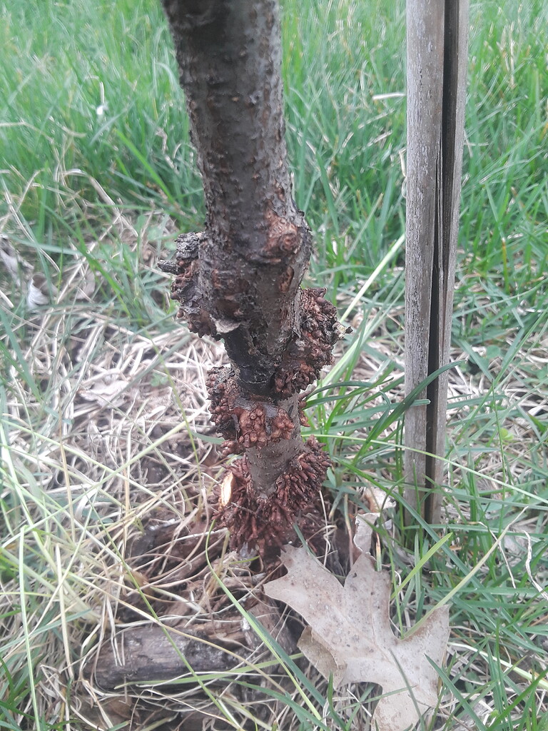 Burr Knots on M111 - General Fruit Growing - Growing Fruit