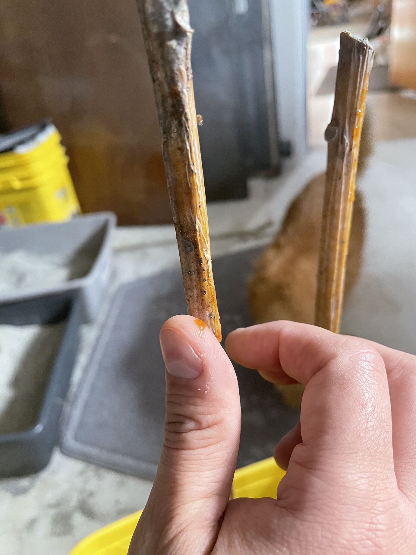Okra sap? - General Gardening - Growing Fruit