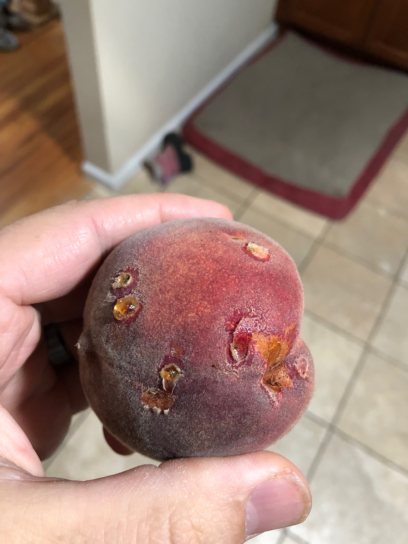 Peach hail damage - General Fruit Growing - Growing Fruit