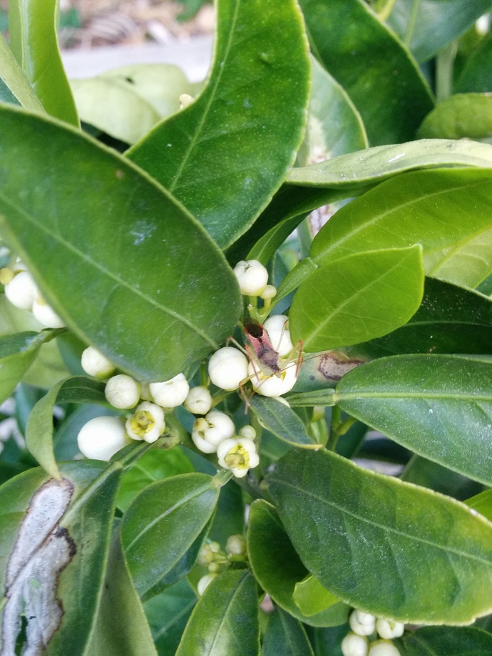 15 Gallon Gold Nugget Mandarin has been planted : ) - Pictures ...