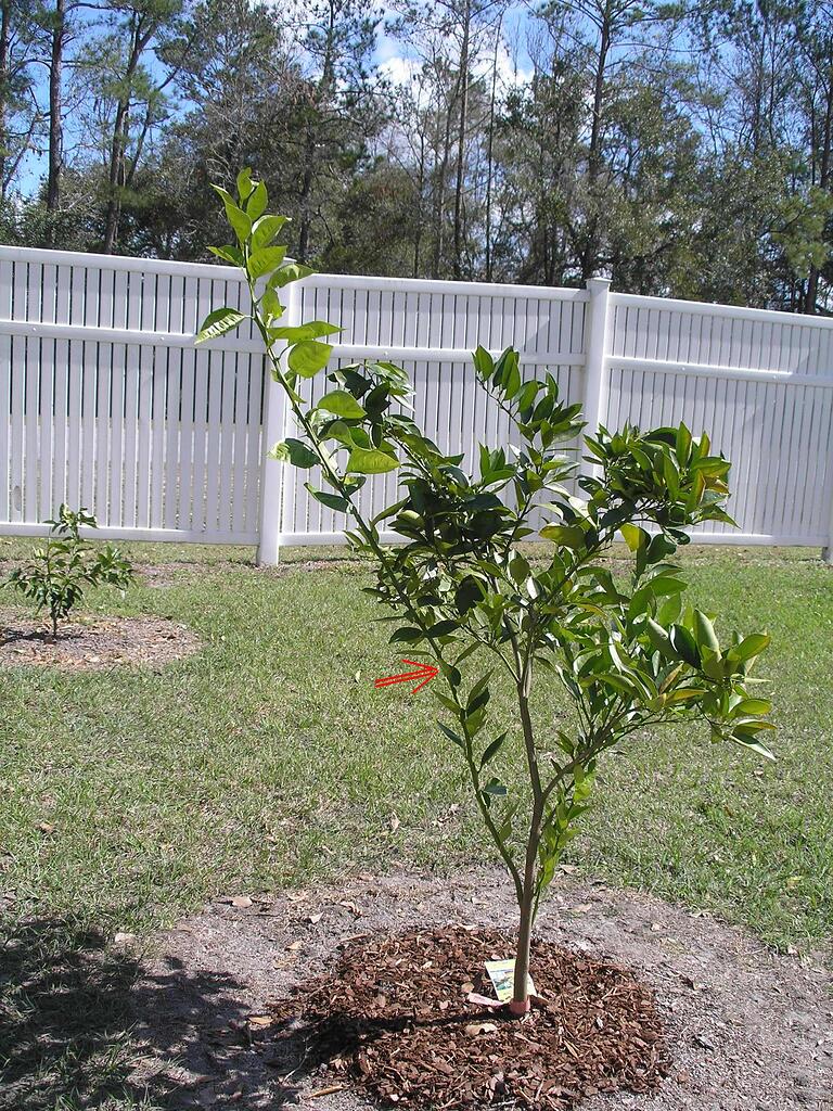 How should we deal with this Hamlin orange branch? - General Fruit ...