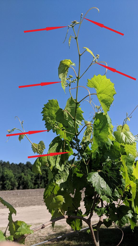 Razzmatazz Grape - Page 3 - General Fruit Growing - Growing Fruit