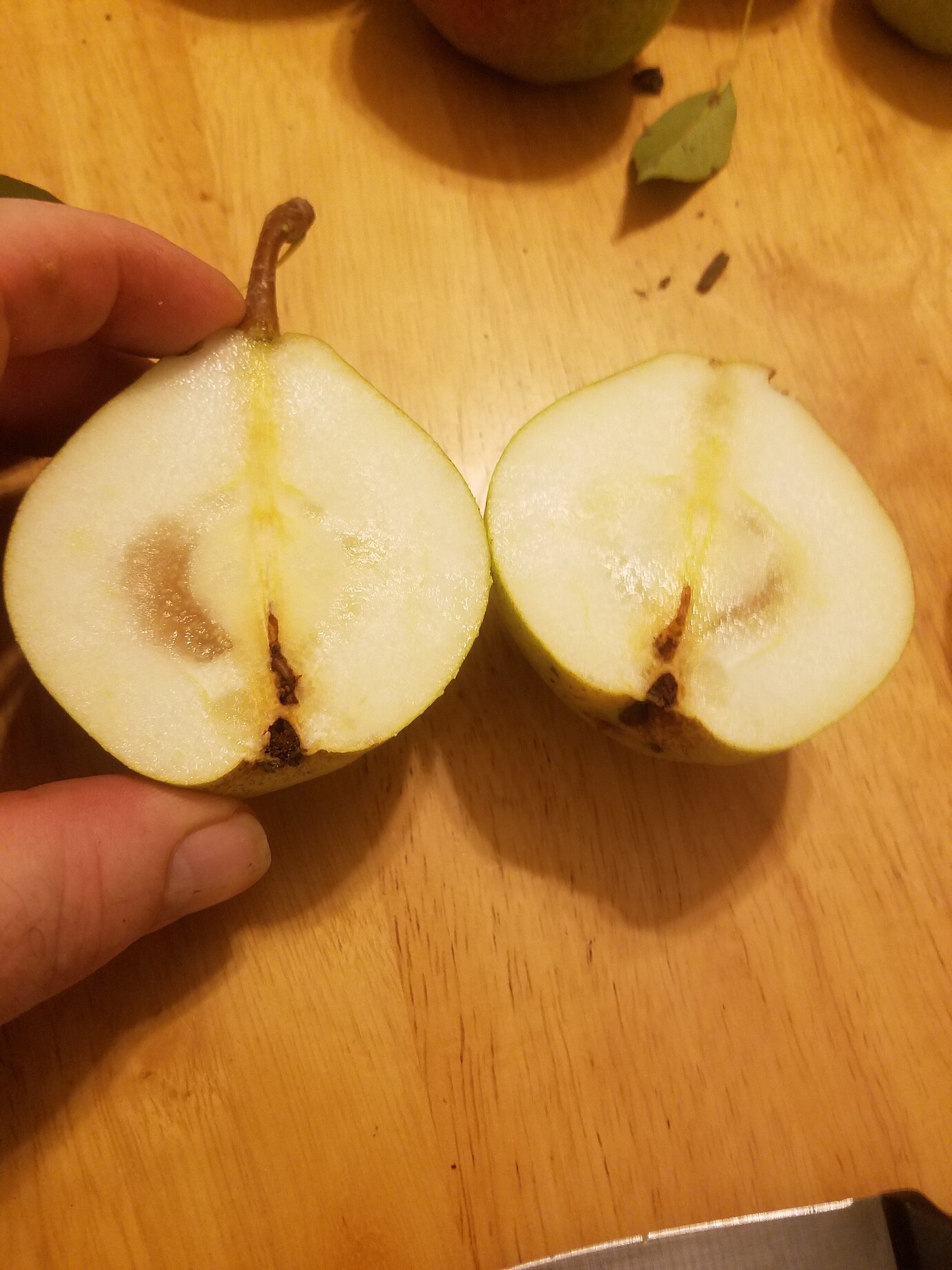 Clapps favorite pear - General Fruit Growing - Growing Fruit
