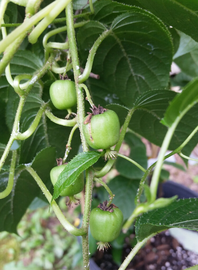 Issai variants - General Fruit Growing - Growing Fruit