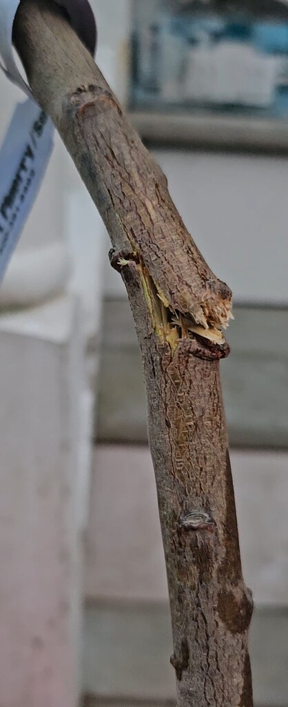 Advice needed for cracked bareroot tree - General Fruit Growing ...