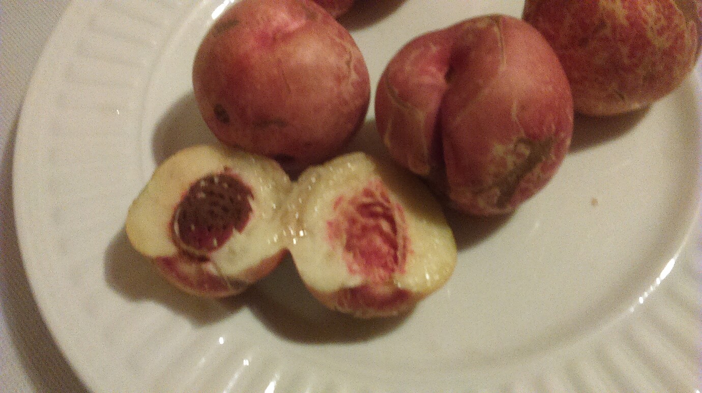 Spice Zee Nectaplums - General Fruit Growing - Growing Fruit