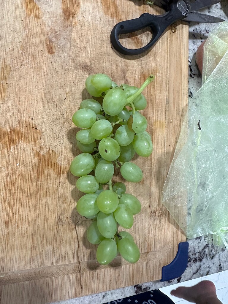 Compassion Seedless grape - General Fruit Growing - Growing Fruit