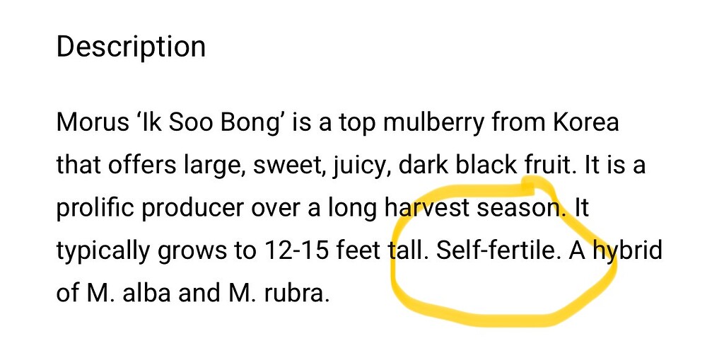 Mulberry self-fertile? - General Fruit Growing - Growing Fruit