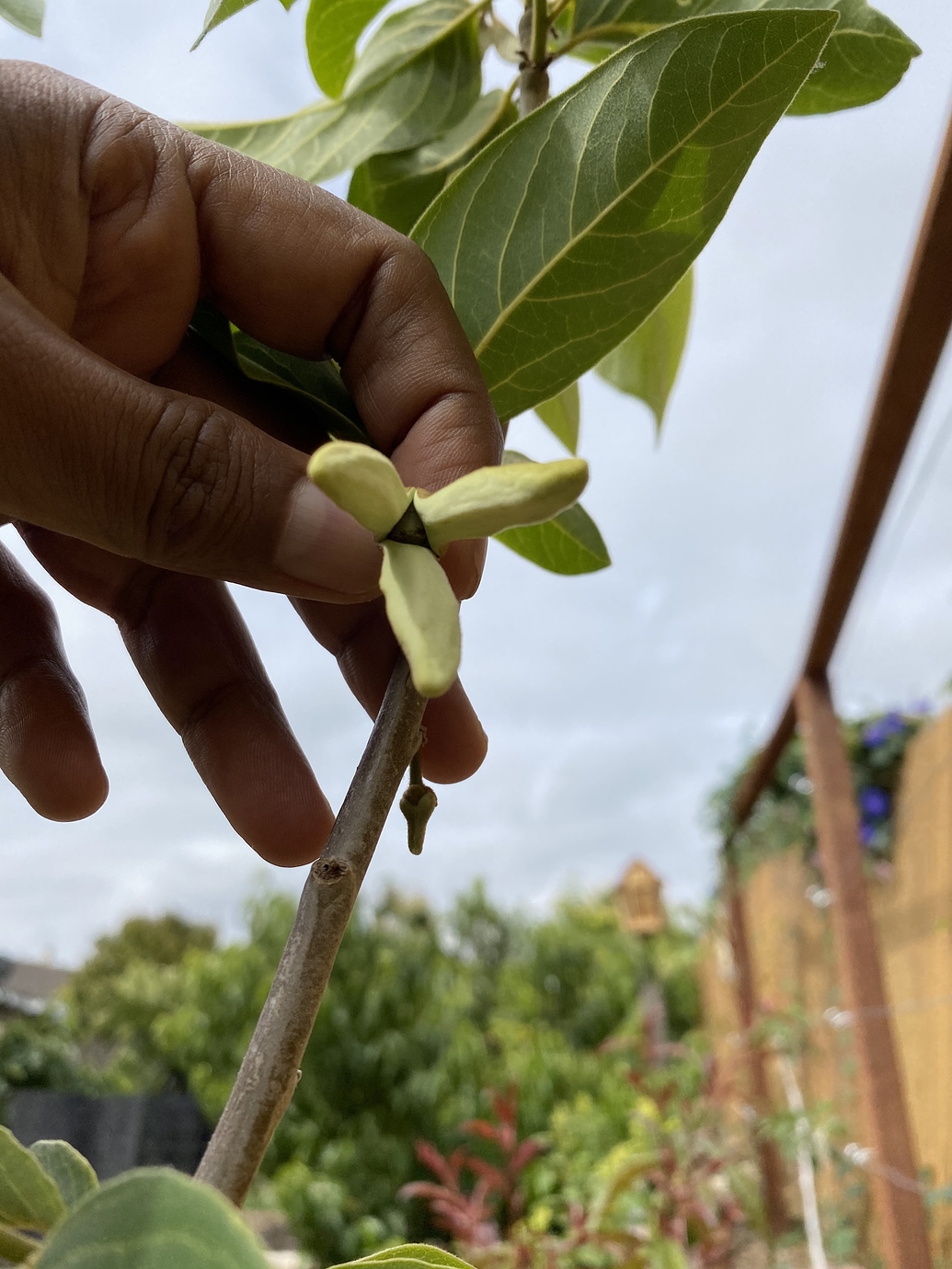 Growing cherimoyas - General Fruit Growing - Growing Fruit