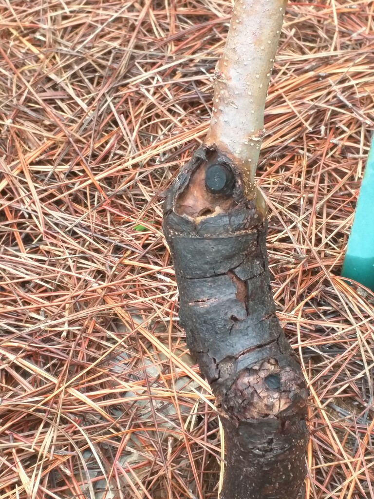 What's up with this apple rootstock? - General Fruit Growing - Growing ...