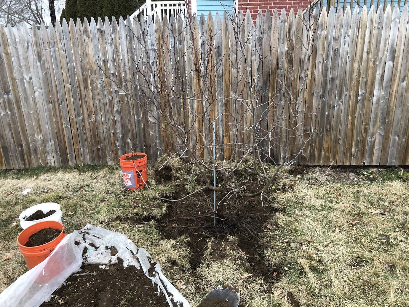 Moving mature trees - General Fruit Growing - Growing Fruit