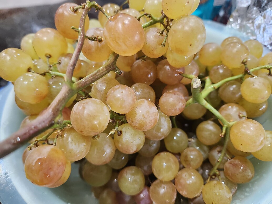 Golden Muscat grape is back at whole foods - General Fruit Growing ...