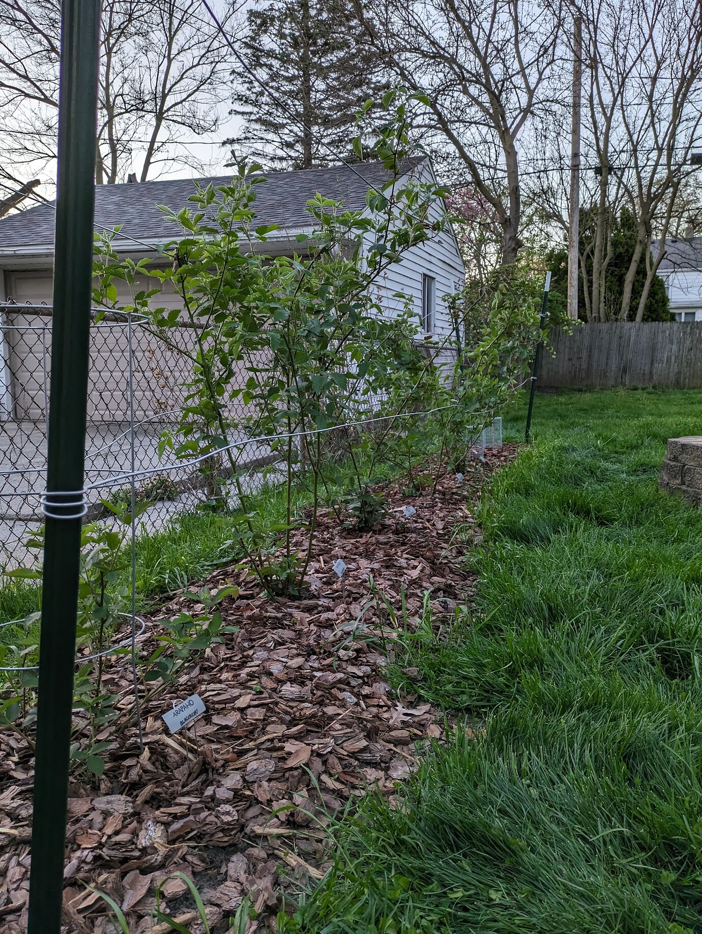 Raspberry Trellis Systems - Pictures! - Growing Fruit