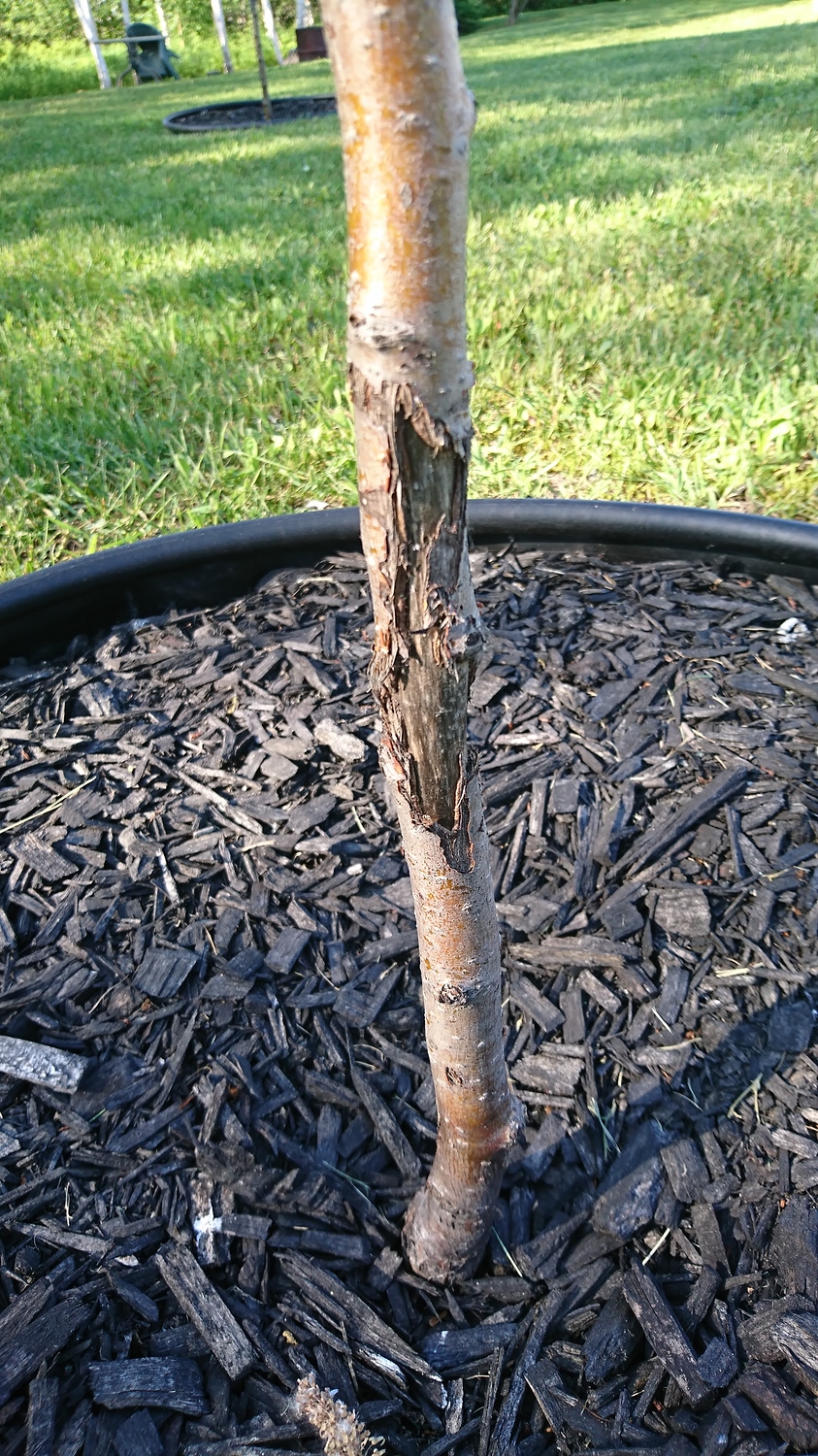 Damaged pear tree trunk, any tips? - General Fruit Growing - Growing Fruit