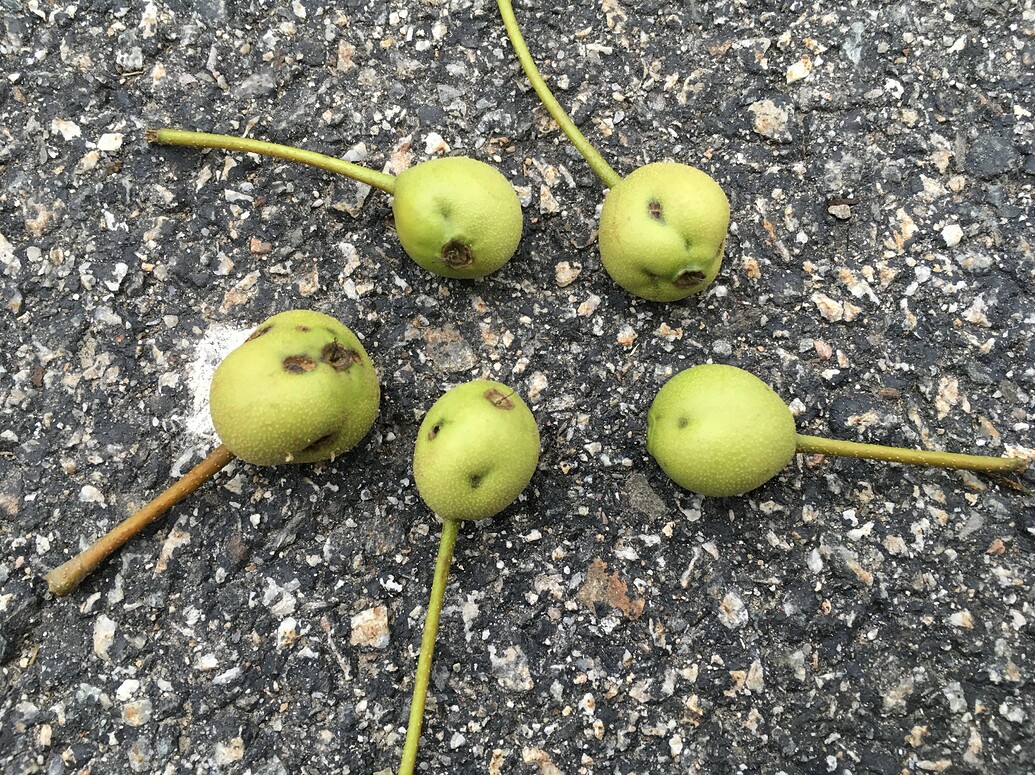 Deformed pears - General Fruit Growing - Growing Fruit