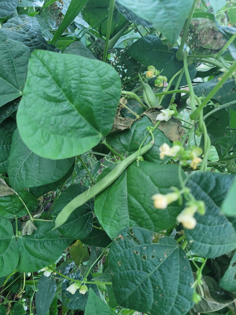 Green beans 2022 - General Gardening - Growing Fruit