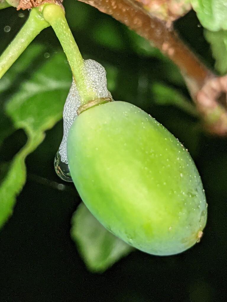 Bubbles on plum - General Fruit Growing - Growing Fruit