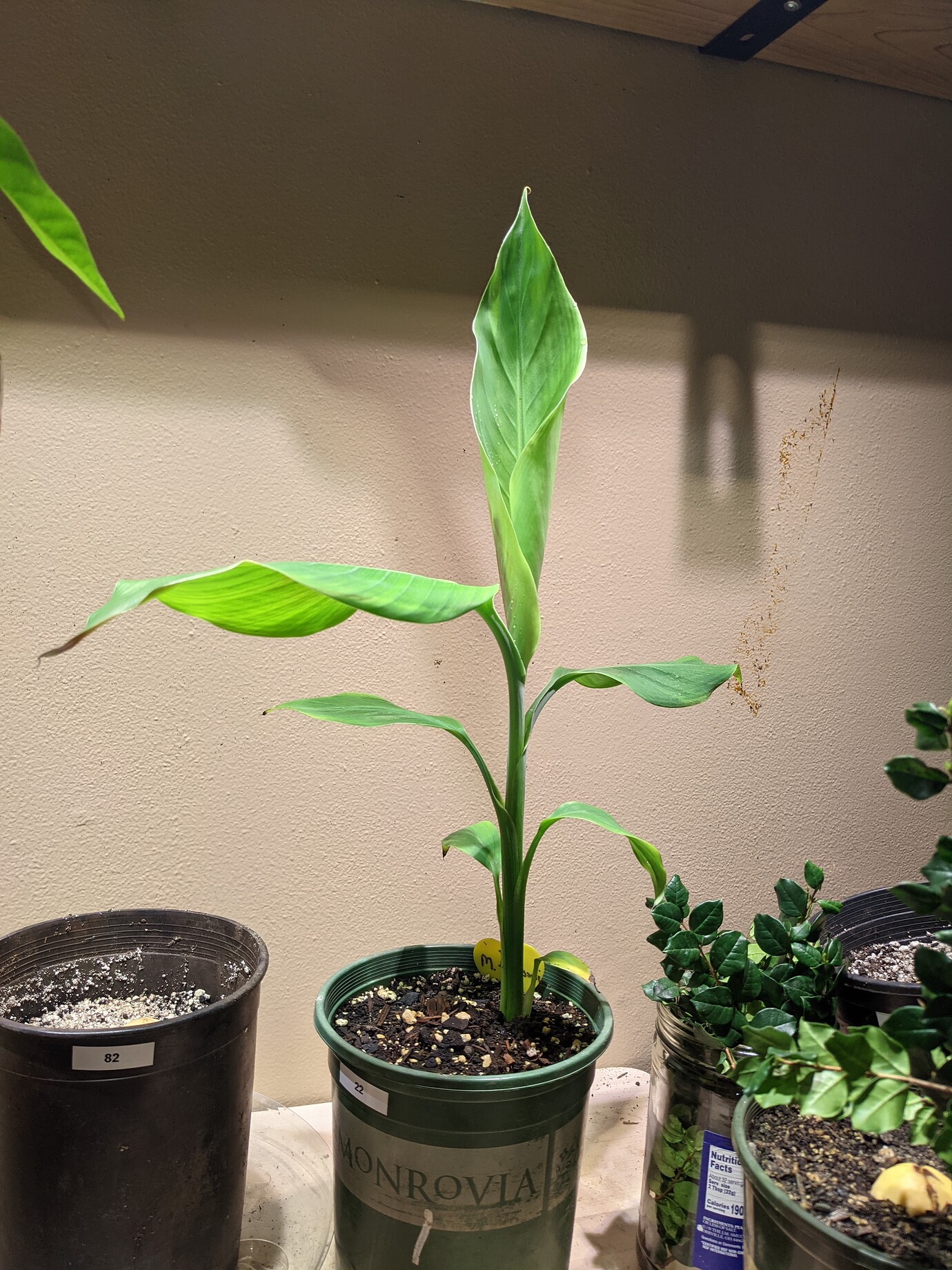 Cold-hardy bananas from seed - General Fruit Growing - Growing Fruit