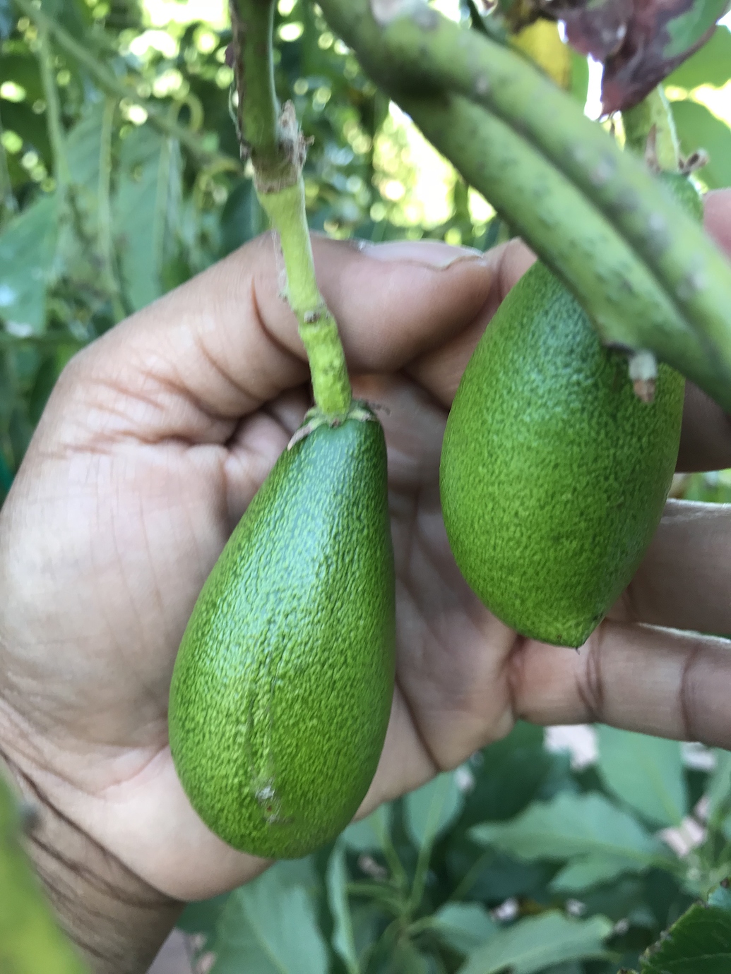 Subtropical: Heavy fruit sets on Avocado this year - General Fruit ...