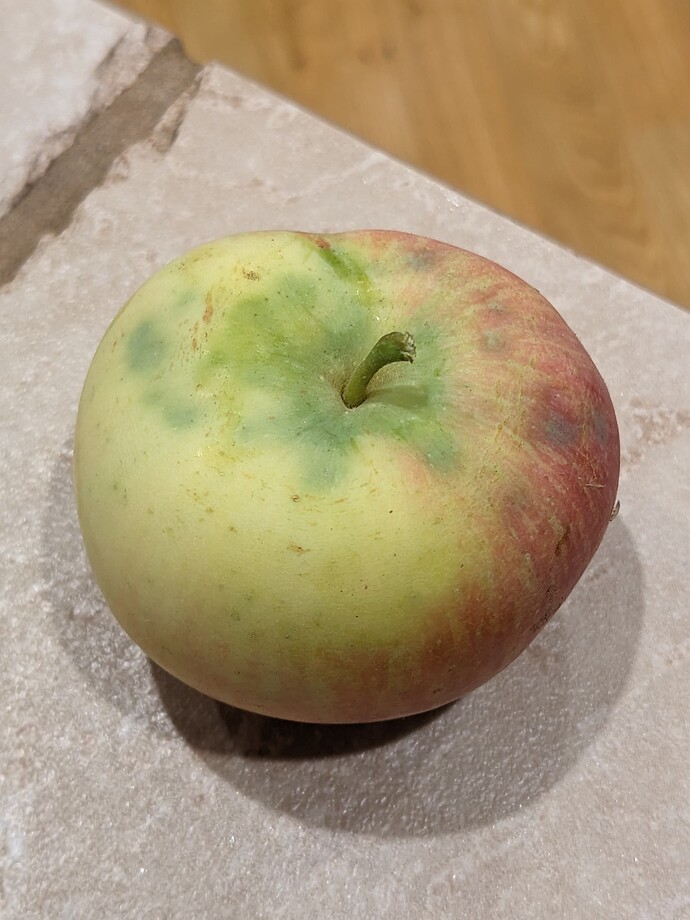 Apple disease ID? (Photos) - General Fruit Growing - Growing Fruit