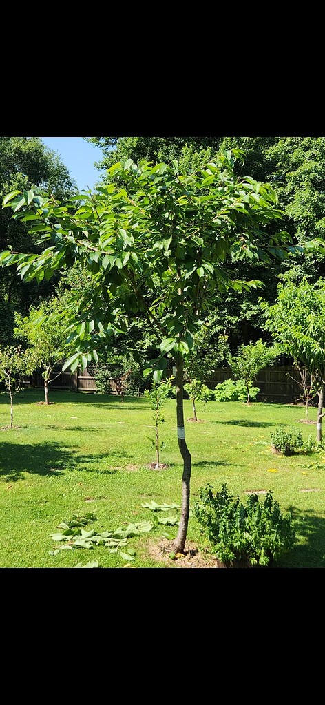 Reshaping Rainier Cherry Tree - General Fruit Growing - Growing Fruit