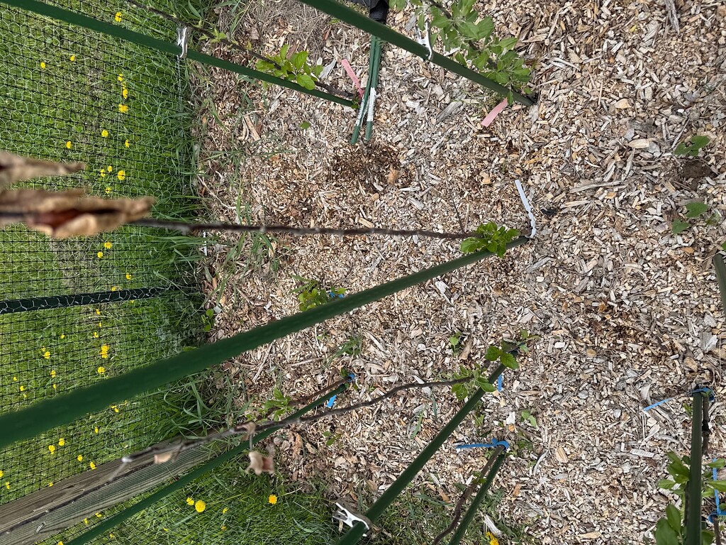 1 year old apple trees not budding - General Fruit Growing - Growing Fruit
