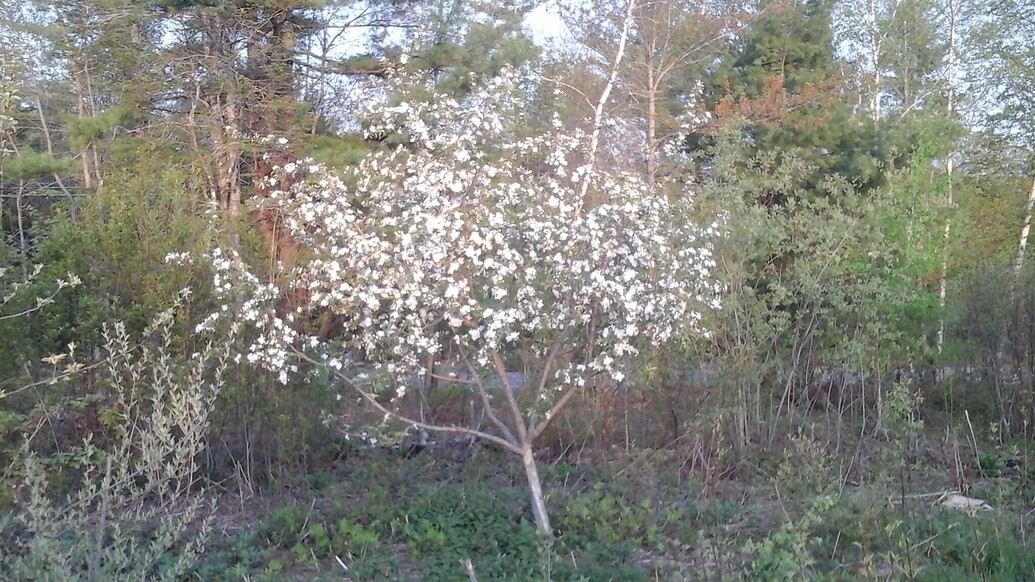 Chestnut crabapple - General Fruit Growing - Growing Fruit