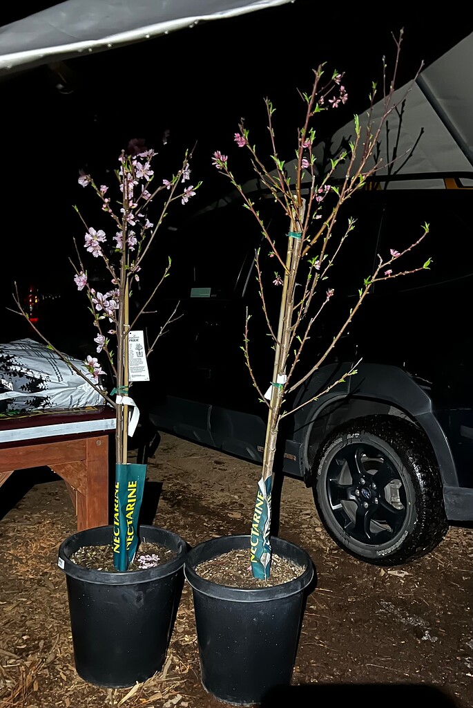 Honey Halo and Red Supreme #1 Nectarines - General Fruit Growing ...