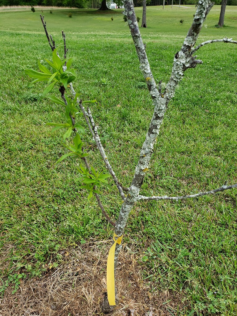 Can Santa Rosa plum tree be saved? - General Fruit Growing - Growing Fruit