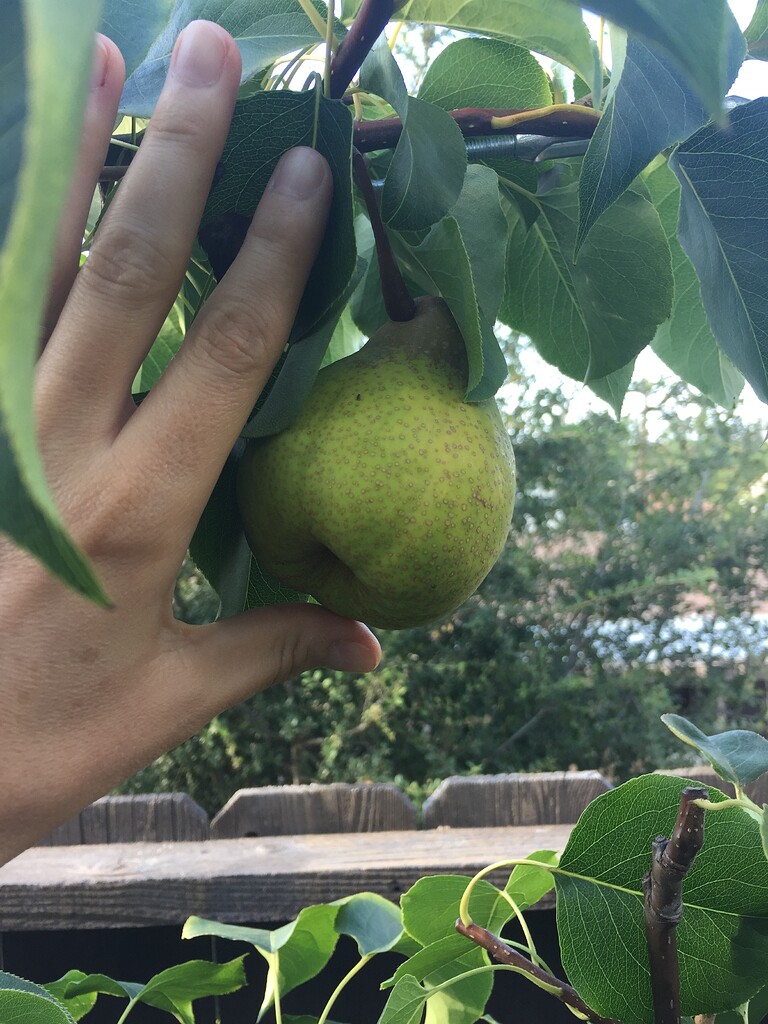 When to harvest ya li pears? - General Fruit Growing - Growing Fruit