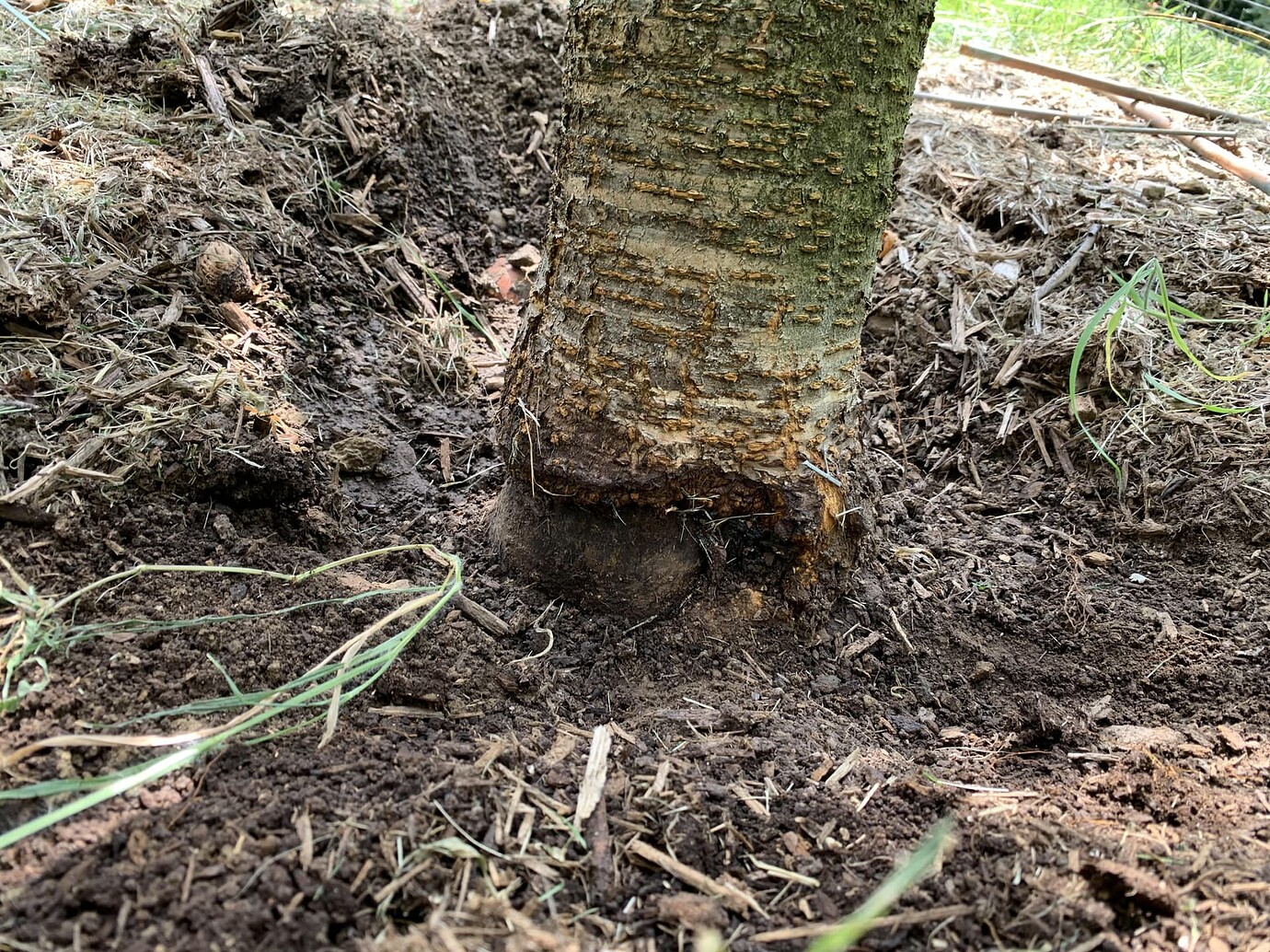 Peach tree Crown rot? - General Fruit Growing - Growing Fruit