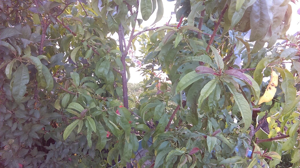 Spice Zee Nectaplums - General Fruit Growing - Growing Fruit