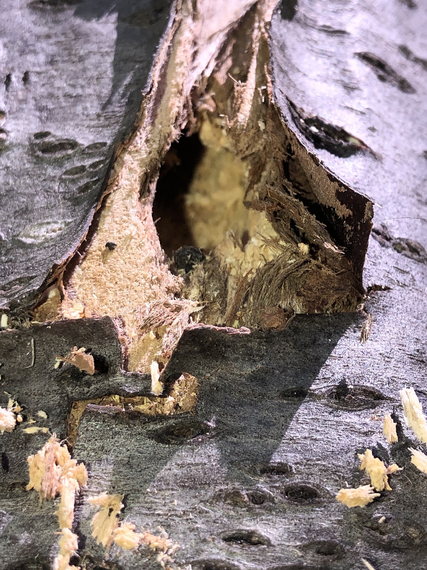 Cherry Tree Hole Damage - General Fruit Growing - Growing Fruit