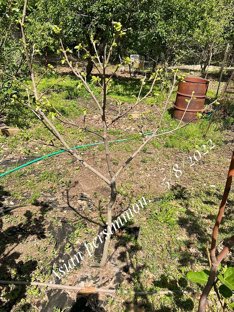 Asian persimmon in containers - General Fruit Growing - Growing Fruit