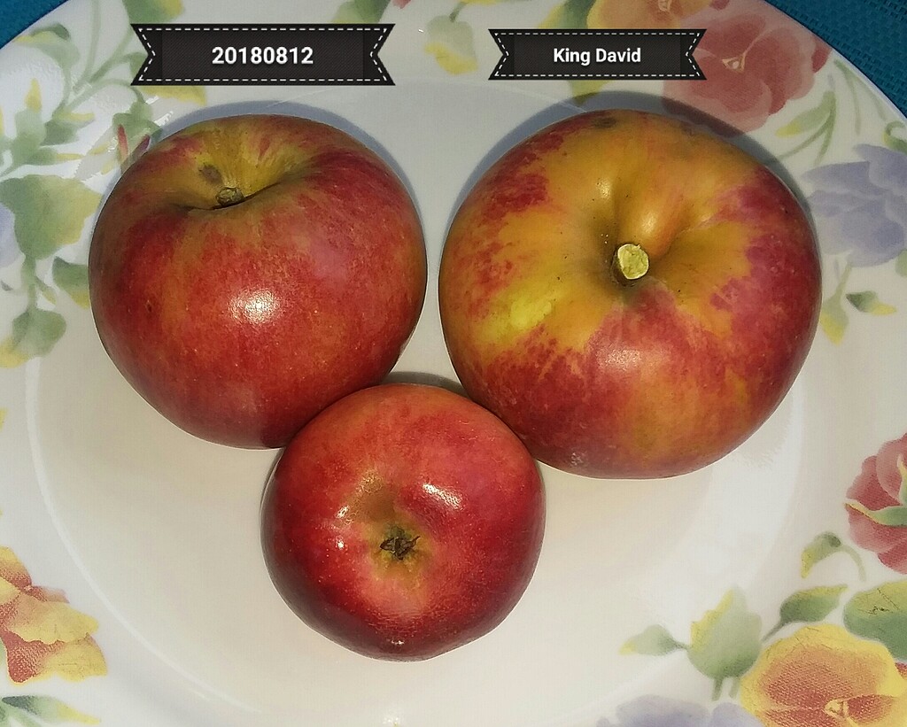 King David or something else? - General Fruit Growing - Growing Fruit