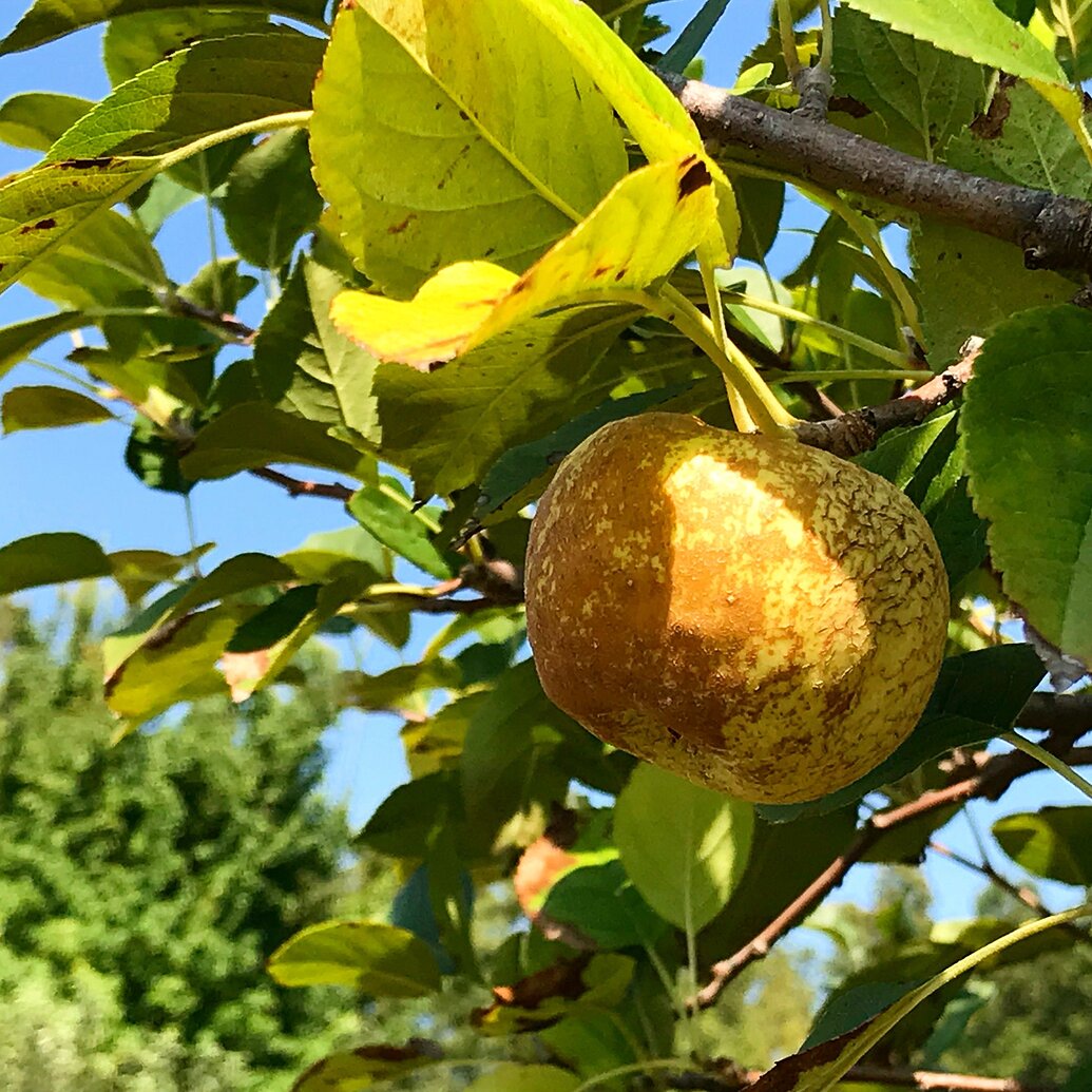 Winter Jon - General Fruit Growing - Growing Fruit