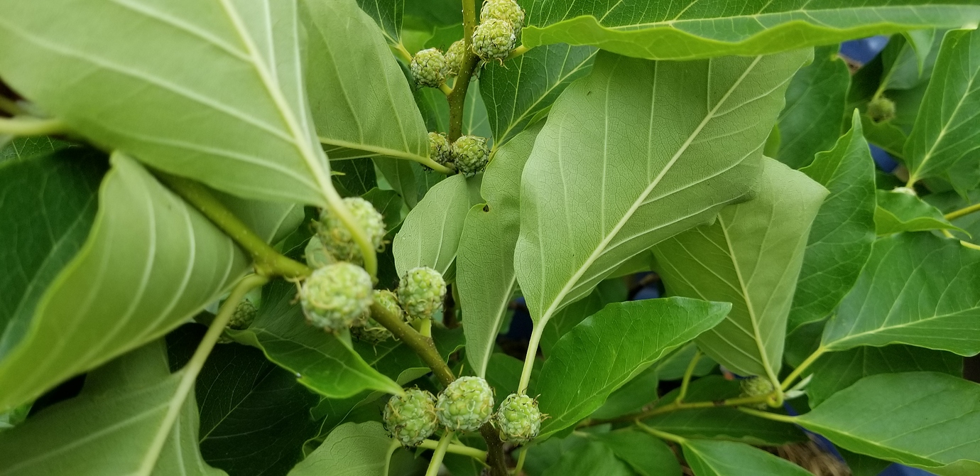 Che fruit - Page 15 - General Fruit Growing - Growing Fruit