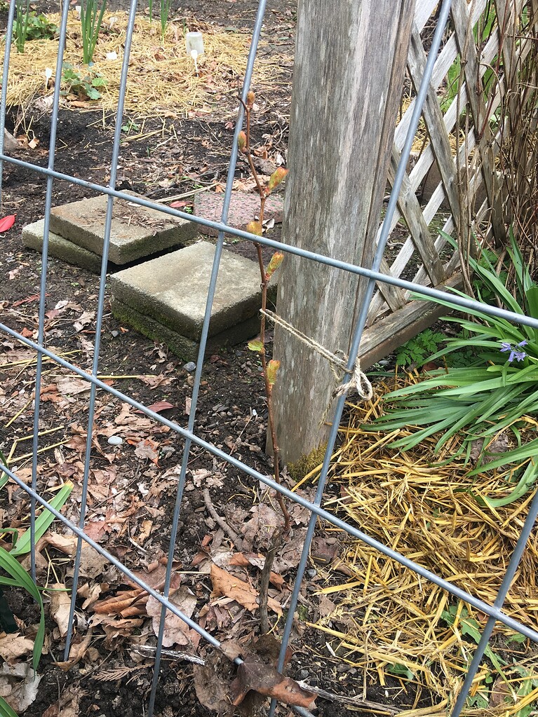 Training Muscat grape over arch trellis - General Fruit Growing ...