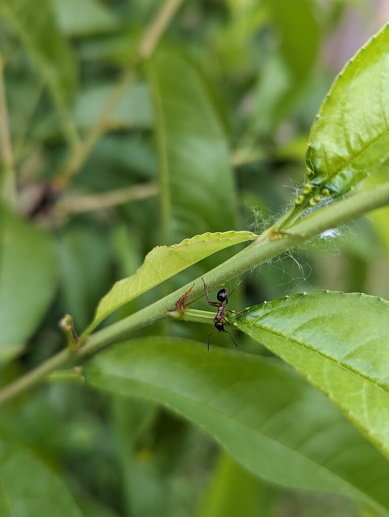Peach Tree Pest Identification - General Fruit Growing - Growing Fruit