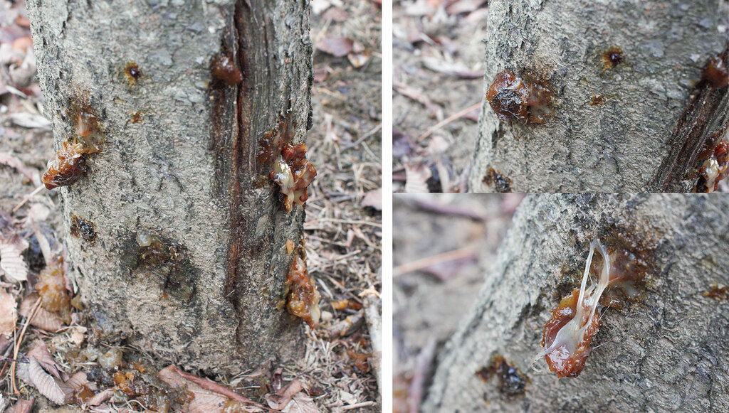 Terrifying Canker / Gummosis - Opinions? - General Fruit Growing ...