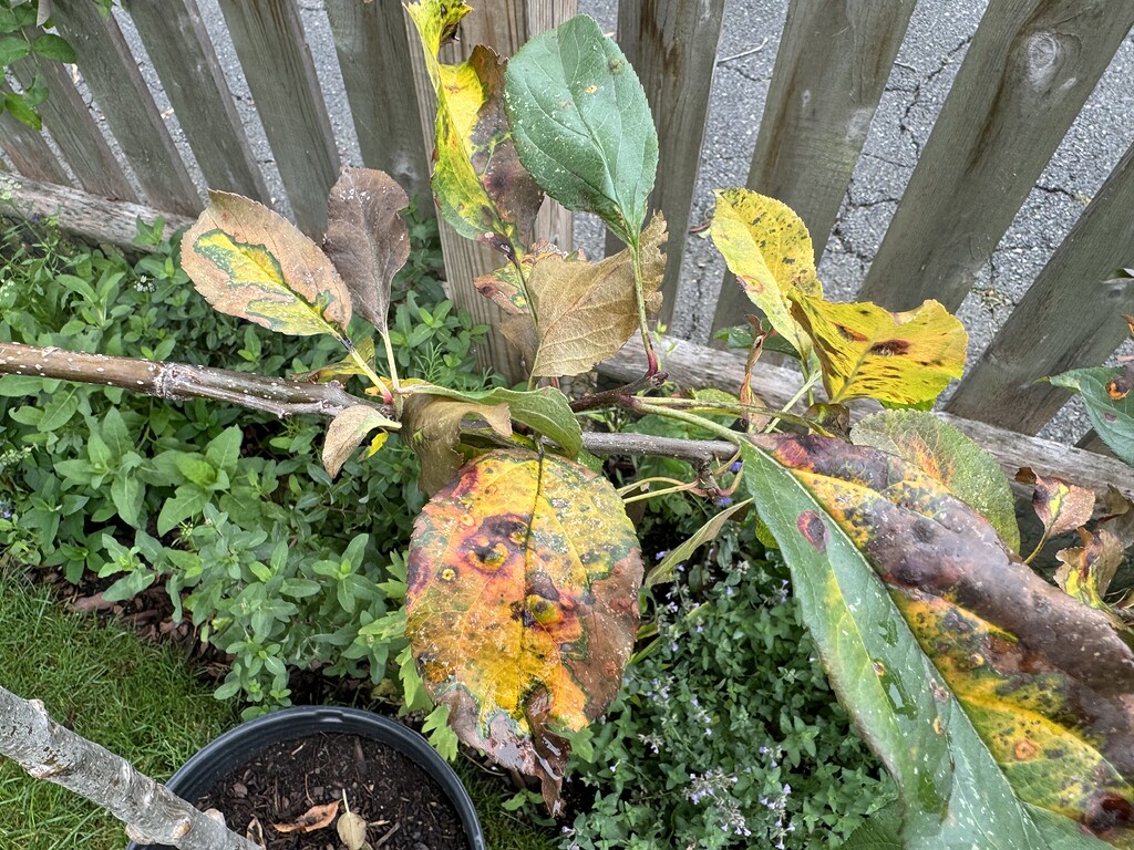 Rust. Do you defoliate? - General Fruit Growing - Growing Fruit