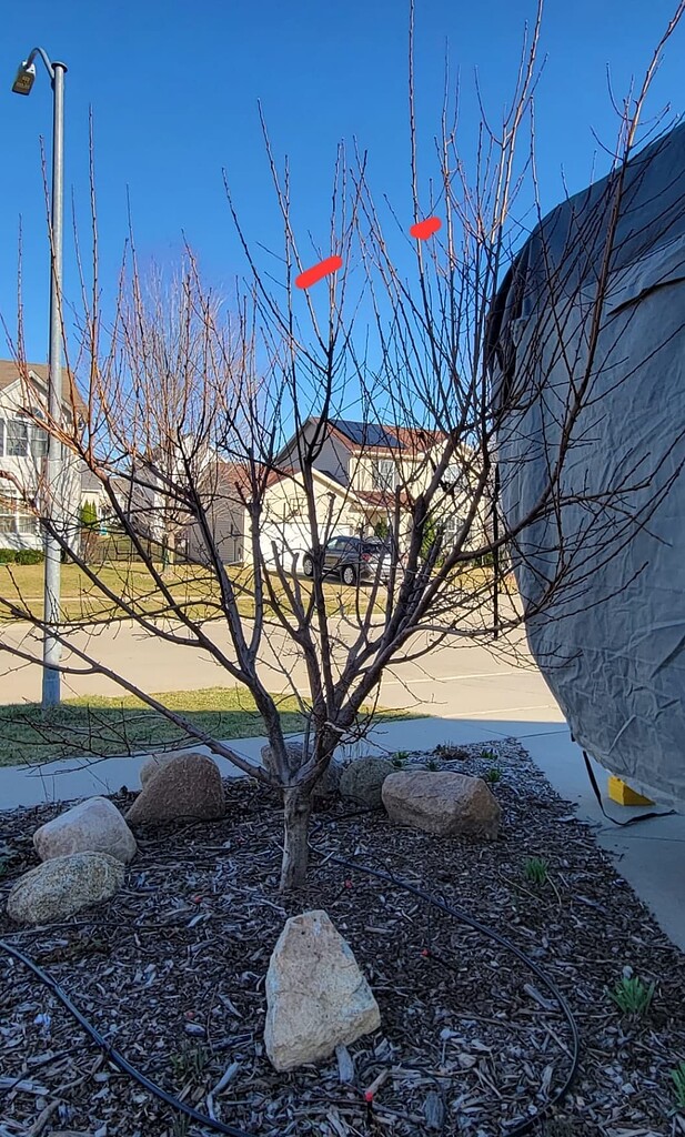 Anti-Theft Pruning! - General Fruit Growing - Growing Fruit