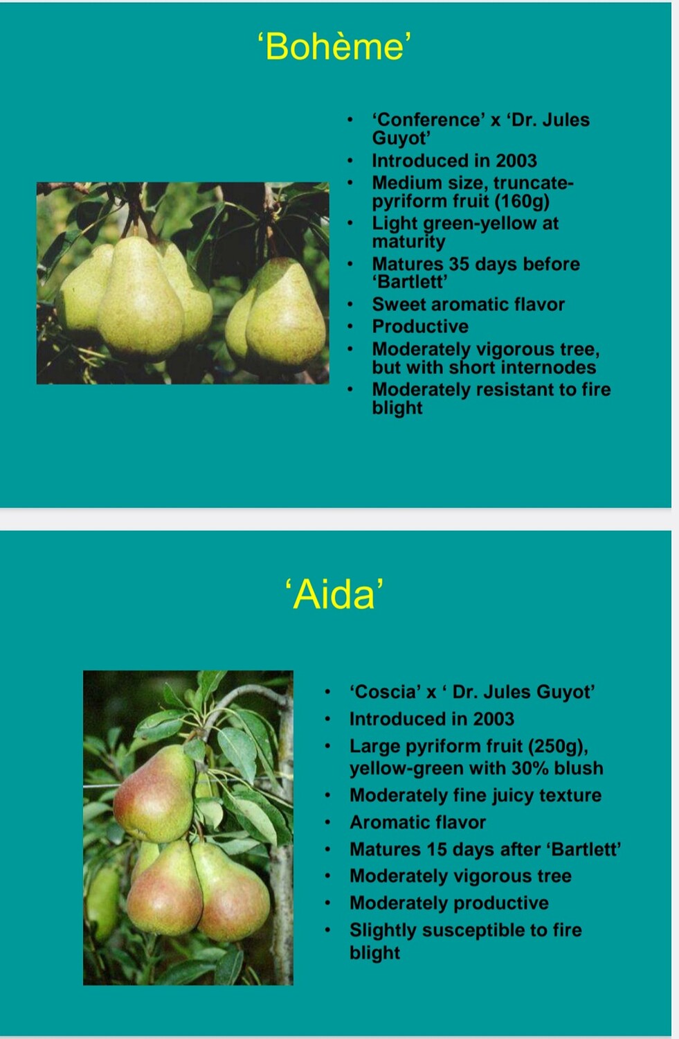 Bell Pear aka US84909-391 - General Fruit Growing - Growing Fruit