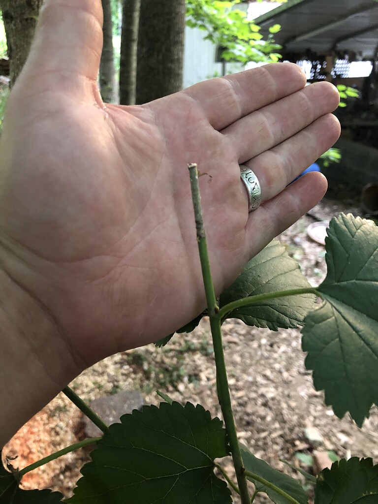 Mulberry issues - General Fruit Growing - Growing Fruit