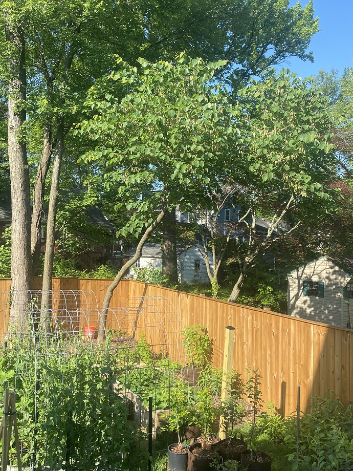 Redbud cutting/grafting - General Gardening - Growing Fruit