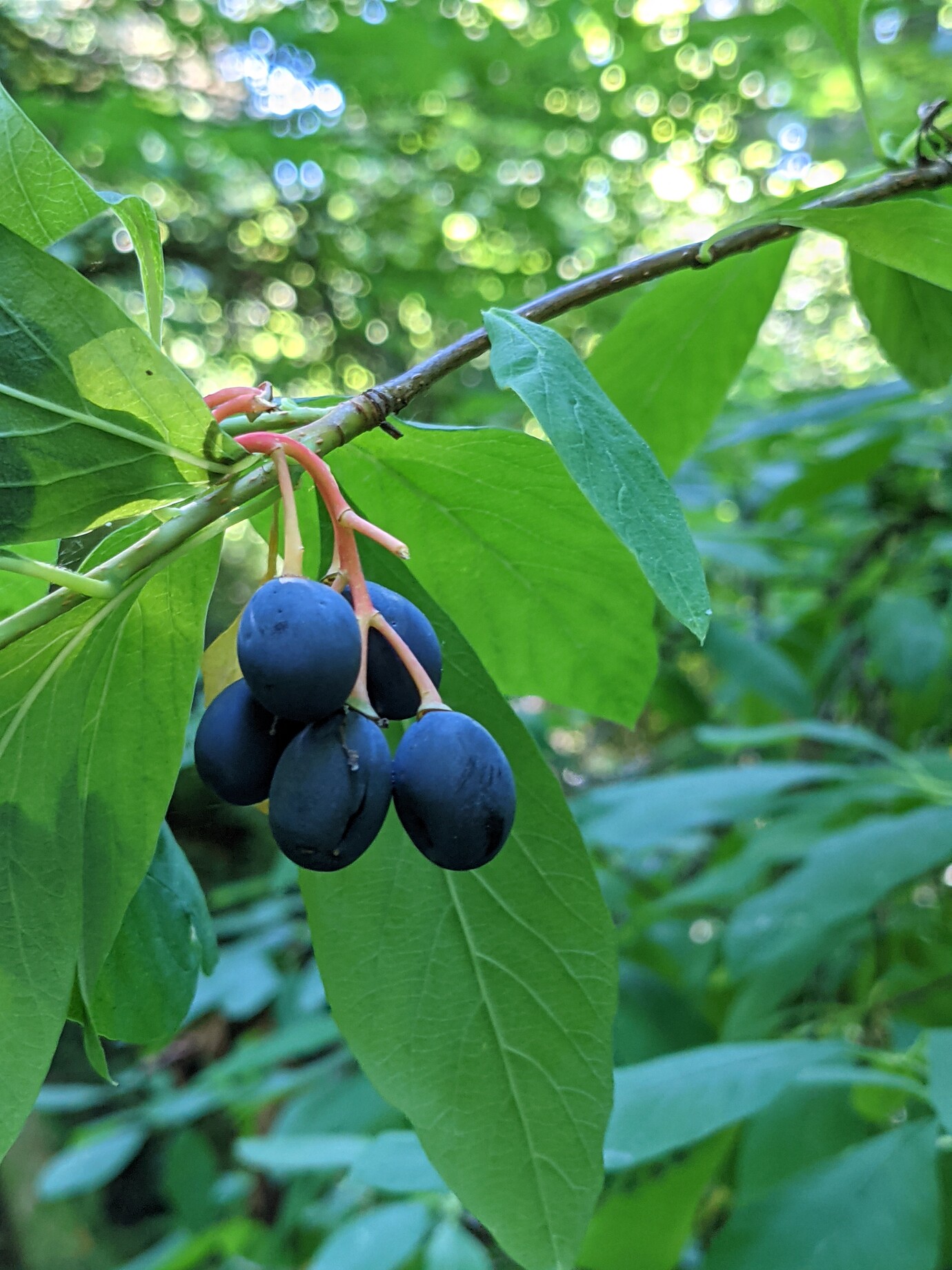 Osoberry (Oemleria cerasiformis) thread - General Fruit Growing ...