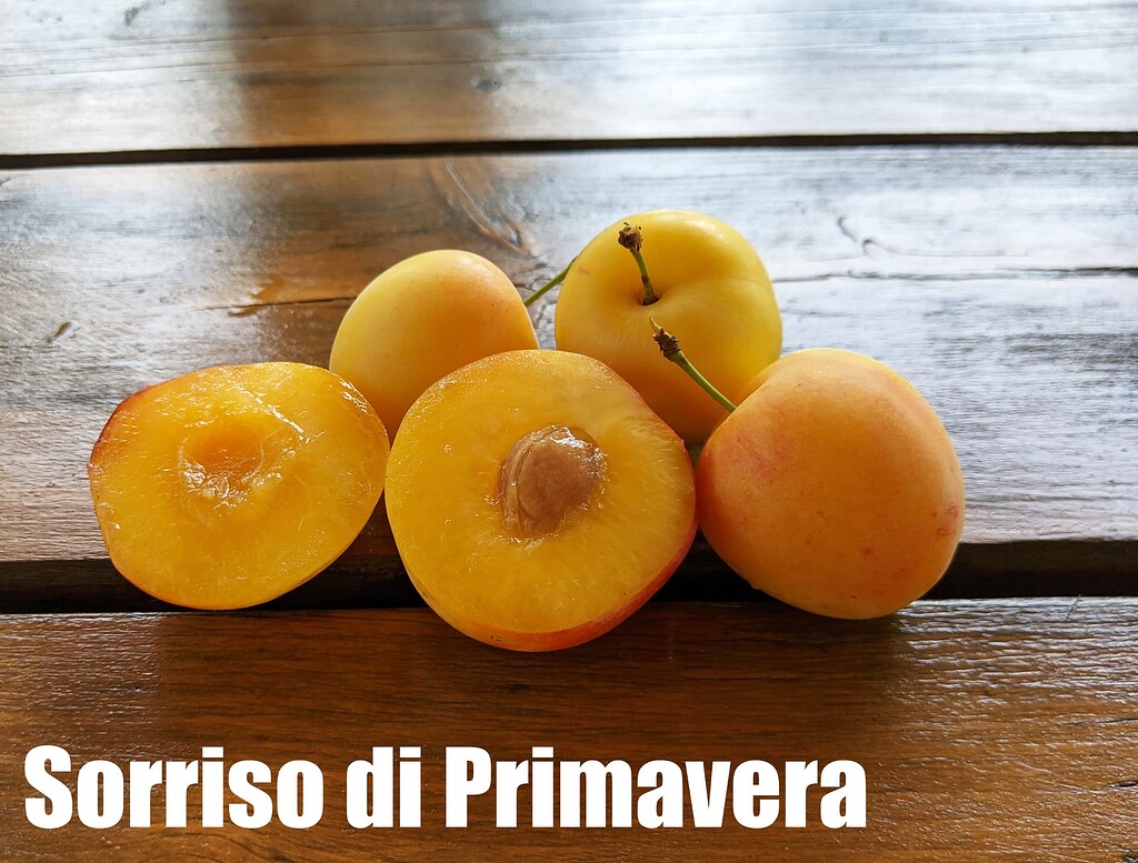 Plums of 2024 - General Fruit Growing - Growing Fruit