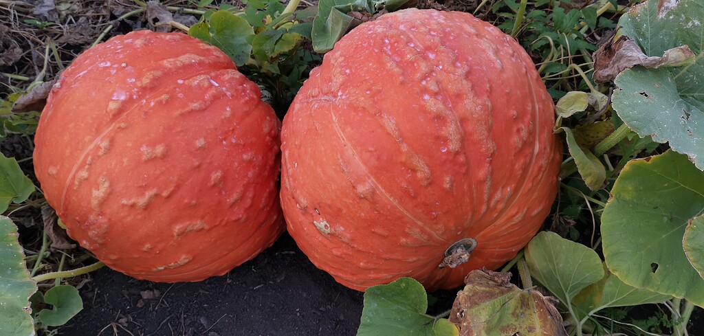 How to use big pumpkin? - Fruit in the Kitchen - Growing Fruit