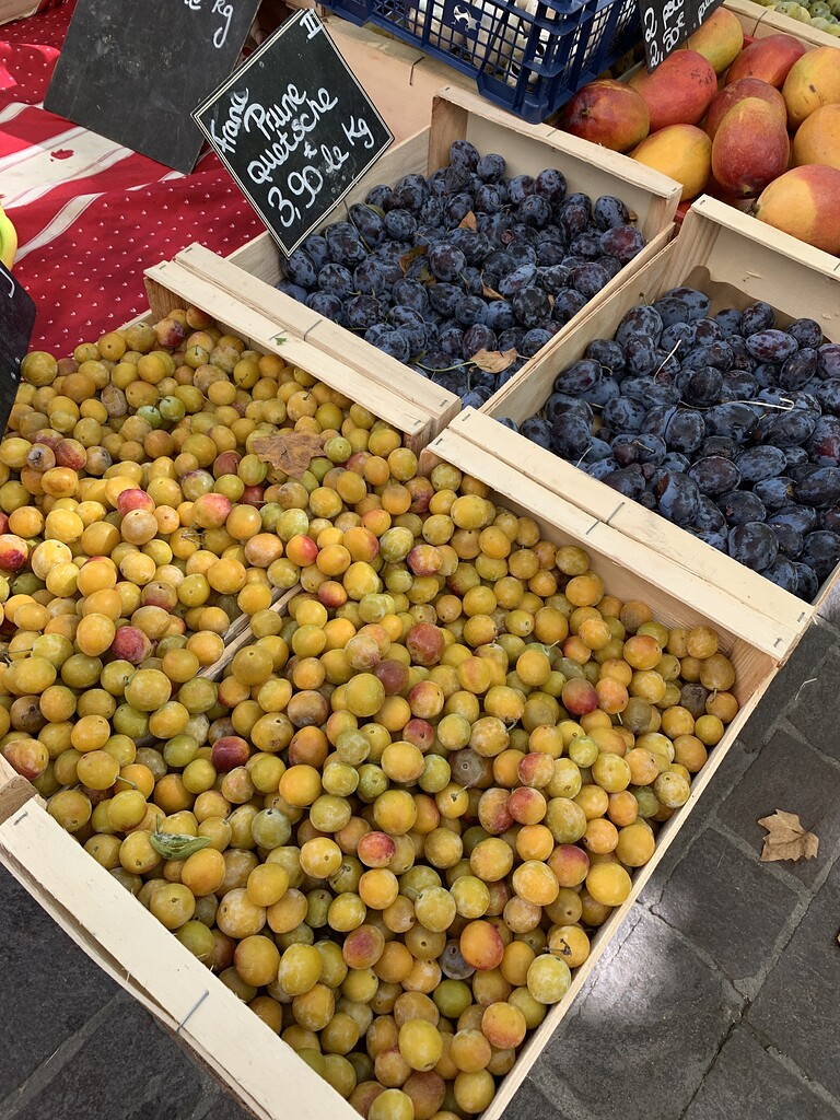 More mirabelles and quetches - Pictures! - Growing Fruit