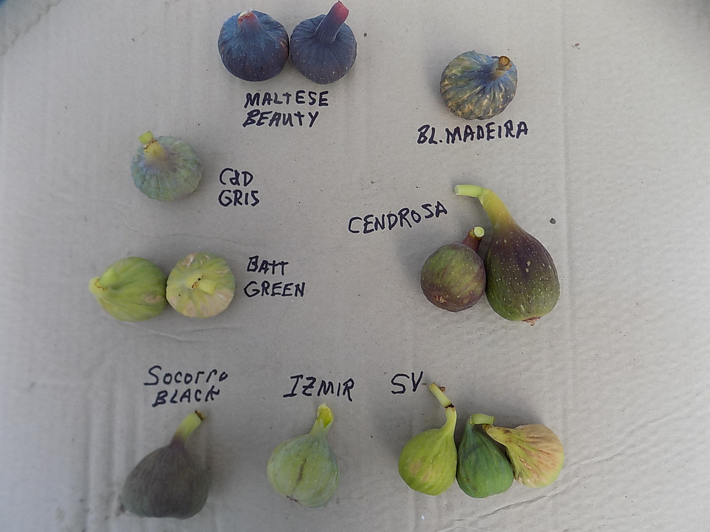 Some pretty pictures of 16 fig varieties ripe now - Page 2 - Pictures ...